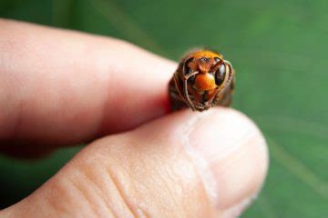 10 prédateurs naturels pour lutter contre les frelons asiatiques NeozOne