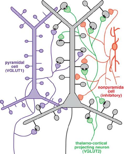 Electron Micrograph Showing A Perforate Synapse Sp1 Corresponding Download Scientific Diagram