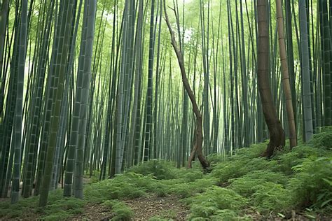 A Large Bamboo Forest Growing From The Ground Background Season Domestic Travel Tree