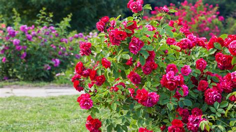 Different Types Of Rose Bushes