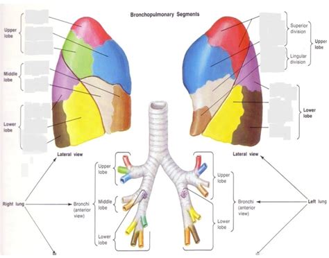 Bronchopulmonary Segments Quiz