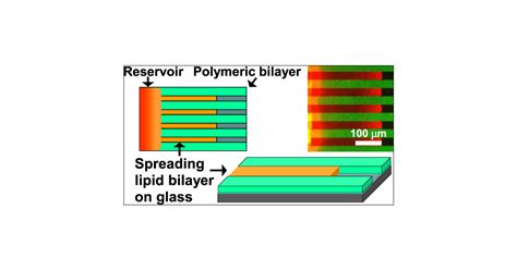 Self Spreading Of Phospholipid Bilayer In A Patterned Framework Of Polymeric Bilayer Langmuir