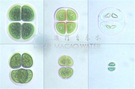 Chroococcus 澳門淡水藻類