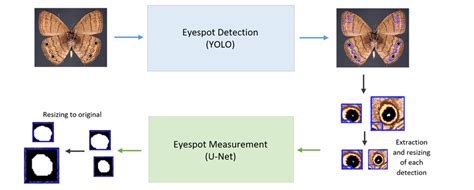 Overview Of The Two Cnns Approach For First Detecting And Then