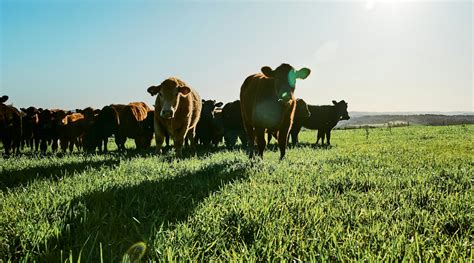 Cattlefax Forecasts Continued Producer Profitability With Herd