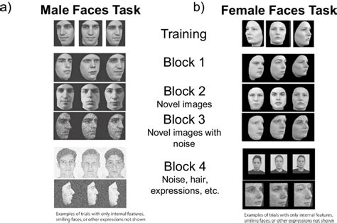 Male And Female Face Recognition Tasks Task Outlines Of The A Male Download Scientific