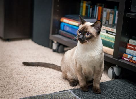 猫 猫科动物 宠物 Pixabay上的免费照片 Pixabay
