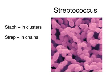 Ppt Bacteria Powerpoint Presentation Free Download Id2190281