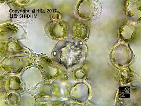 식물 세포 속에 별사탕이 있다 옥살산칼슘 결정 현미경 관찰 네이버 블로그