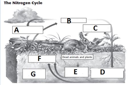 Blank Nitrogen Cycle
