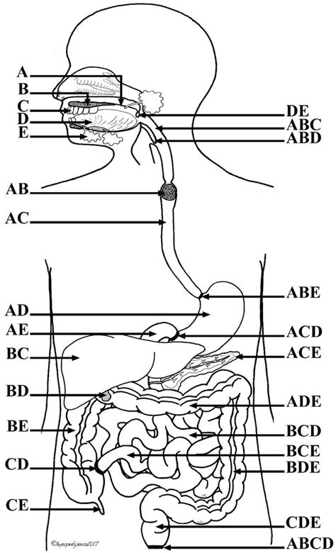 Digestive Structures Diagram Quizlet