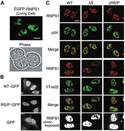 Subcellular Localization Of Wt Rnps1 And Deletion Mutants P54 And