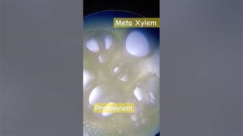 Metaxylem Protoxylem Pholemts Of Stem Cucurbita Shortvideo