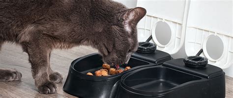 Proactive Nutrition For The Healthy Indoor Cat Todays Veterinary