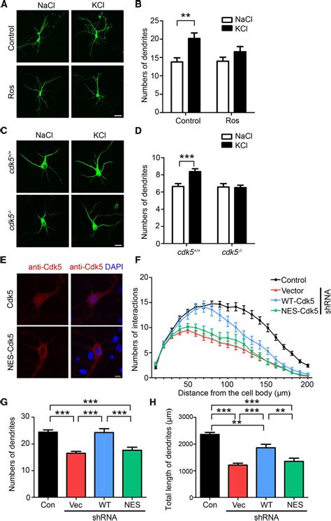 Cdk5 Inhibition Attenuates Activity Dependent Dendrite Development A Download Scientific