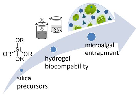 Silica Hydrogels As Entrapment Material For Microalgae