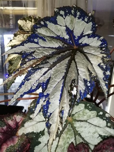 Begonia Silver King In 2022 Ornamental Plants Pretty Plants