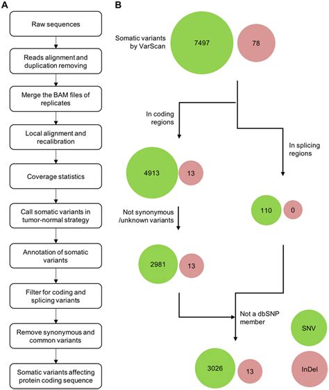 Workflow And Filtering Strategy For Identifying Somatic Variants Download Scientific Diagram