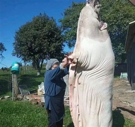 Foto de porco gigante de 340 kg viraliza nas redes sociais Rondônia