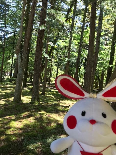 ミコぴょん弥彦観光協会公式 on Twitter おはようぴょん 弥彦山の新緑がキレイになってきたぴょん 弥彦公園も緑がとても
