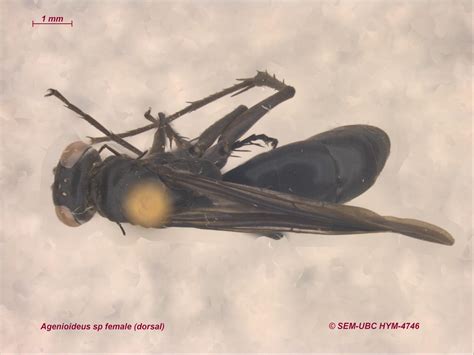 Agenioideus