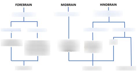Diagram Of Brain Hierarchy Quizlet