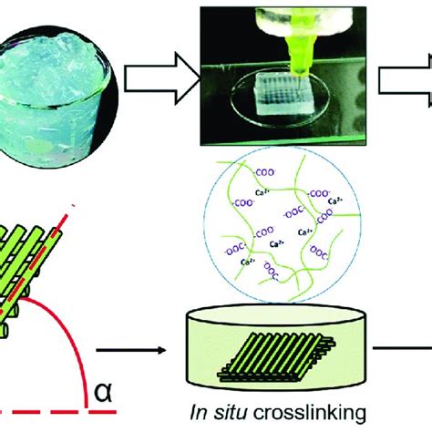 Schematic Of The 3d Printing Process And The Two Step Crosslinking