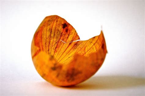 무료 이미지 잎 식품 생기게 하다 야채 부엌 노랑 먹다 양파 껍질 쿡 닫다 보석류 배경 공 피부