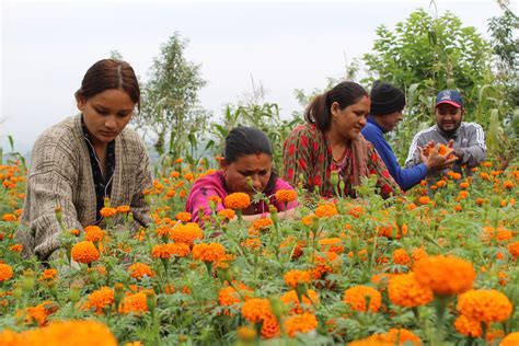 किसानलाई फूल माला बेच्ने चटारो Khabarhub Khabarhub