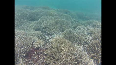 මෙච්චර ලස්සන කොරල් පර ඔයා කවමදාවත් දැකල නැහැ නේද දකින්න ලැබෙන්නෙත් නැහැ Youtube