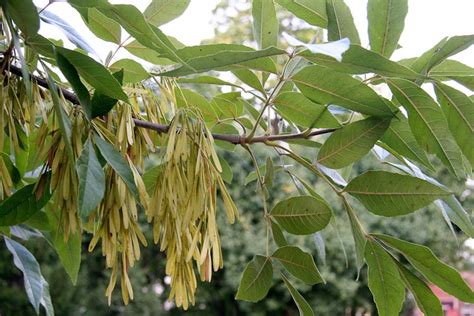 Tree Seed Pods Identification With Picture Treeier