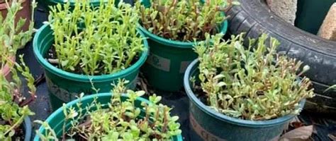 5月，给这6种花“剃光头”，剃得越狠，长势越旺，比施肥还牛鲜花绿植什么值得买
