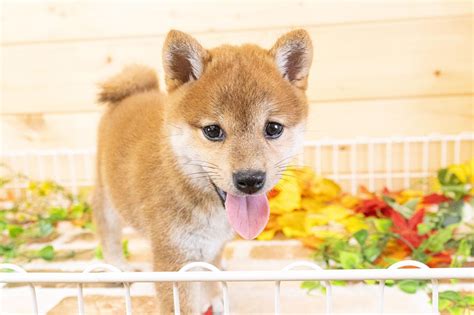 豆柴子犬2023年8月6日生まれ赤毛の女の子 滋賀県 ペットショップ子犬子猫販売ブリーダー 望月ドッグスタジアム