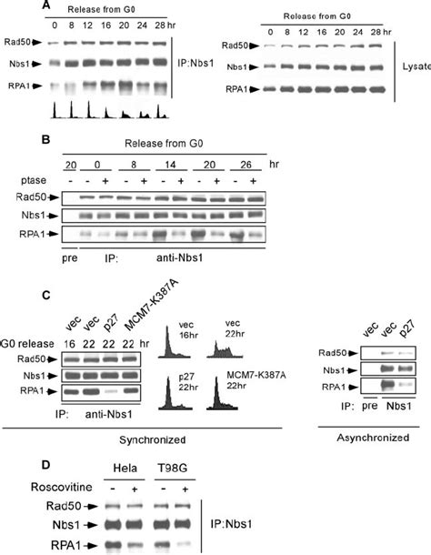The Interaction Of Mrn And Rpa Is Cell Cycle Regulated And Is Dependent