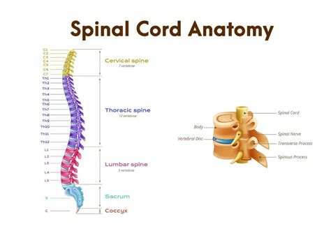 What Is A Nerve Root Spine And Pain Clinics Of North America
