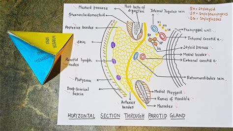 Crosssectional Imaging Of Parotid Gland Nodules A Brief Practical
