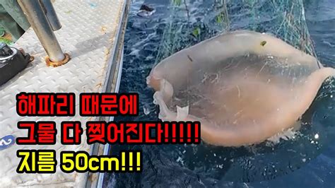 해파리 때문에 난리난 바다 상황 그물 다 찢어먹는 대왕해파리 Youtube