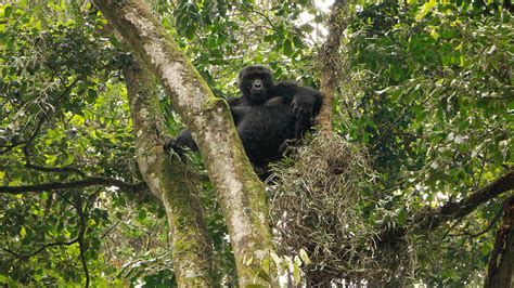 3 Day Uganda Gorilla Safari From Kigali Safari Vacations And Travel