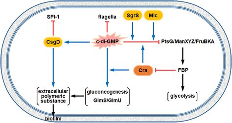 Cyclic Di Gmp Modulates A Metabolic Flux For Carbon Utilization In