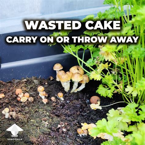 Mushroom Cakes Gone Bad