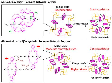 One Pot Syntheses Of C2 Daisy Chain Rotaxane Networks Via Thiol Ene Reaction And Its