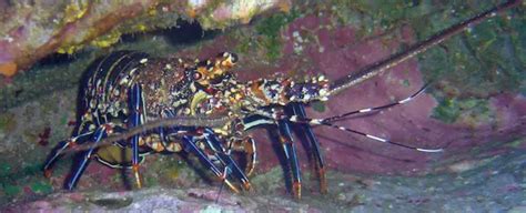 How To Catch Florida Lobster Lobstering Huge Guide