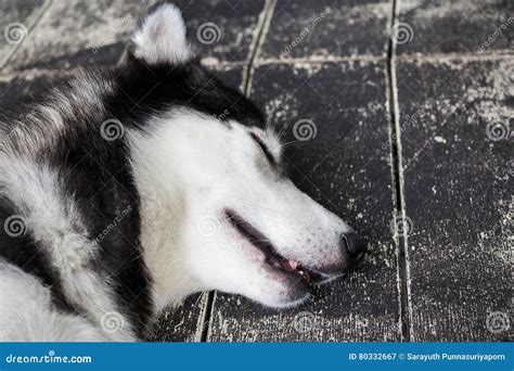 Primo Piano Del Cane Del Husky Siberiano Che Dorme Sulla Piattaforma Di