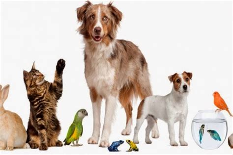 Home FLAG Pets