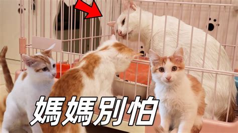 母貓被關進小黑屋斷奶，四隻小奶貓急得組隊救媽媽，萌翻了｜李喜猫 Youtube