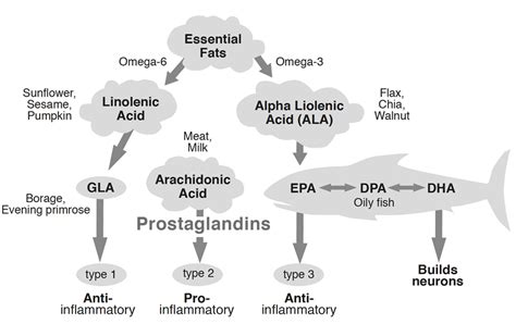 Omega 3 6 Getting The Balance Right Counts Food For The Brain
