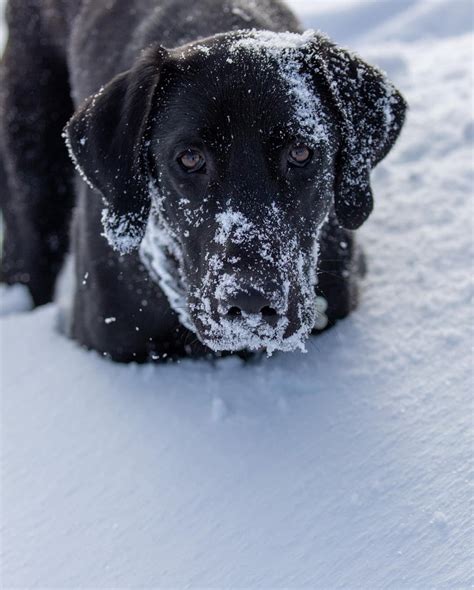 My 1 Year Old Rlabradors