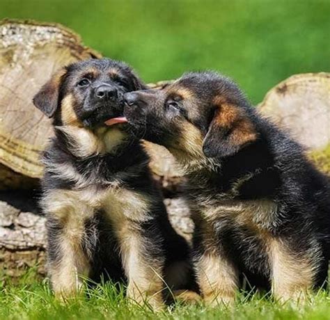 Why Do German Shepherd Puppies Dig