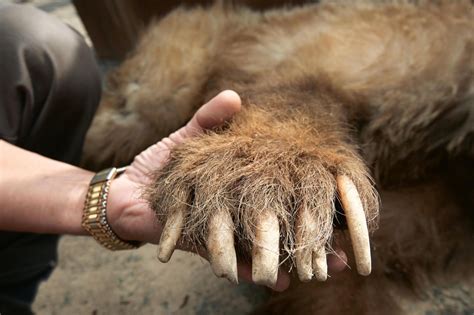 Defying The Odds Saving The Worlds Rarest Bear The Gobi Bear