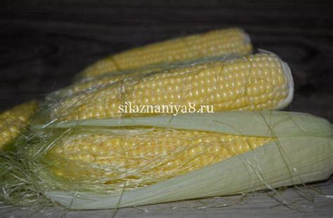 Как варить кукурузу в початках в кастрюле Рецепты мягкой и сочной кукурузы